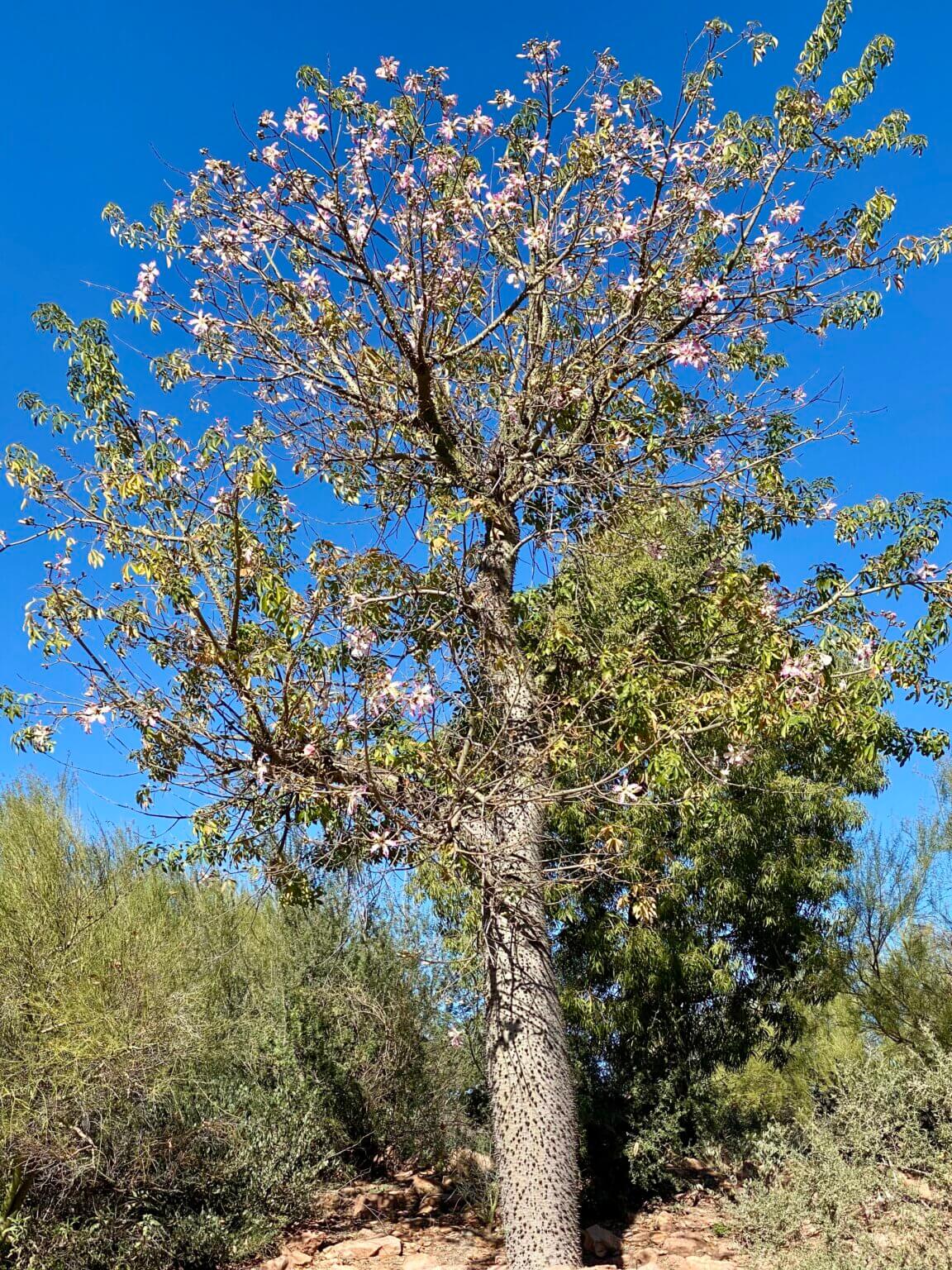 Ceiba insignis: Facts about the White Floss-Silk Tree - Boyce Thompson ...