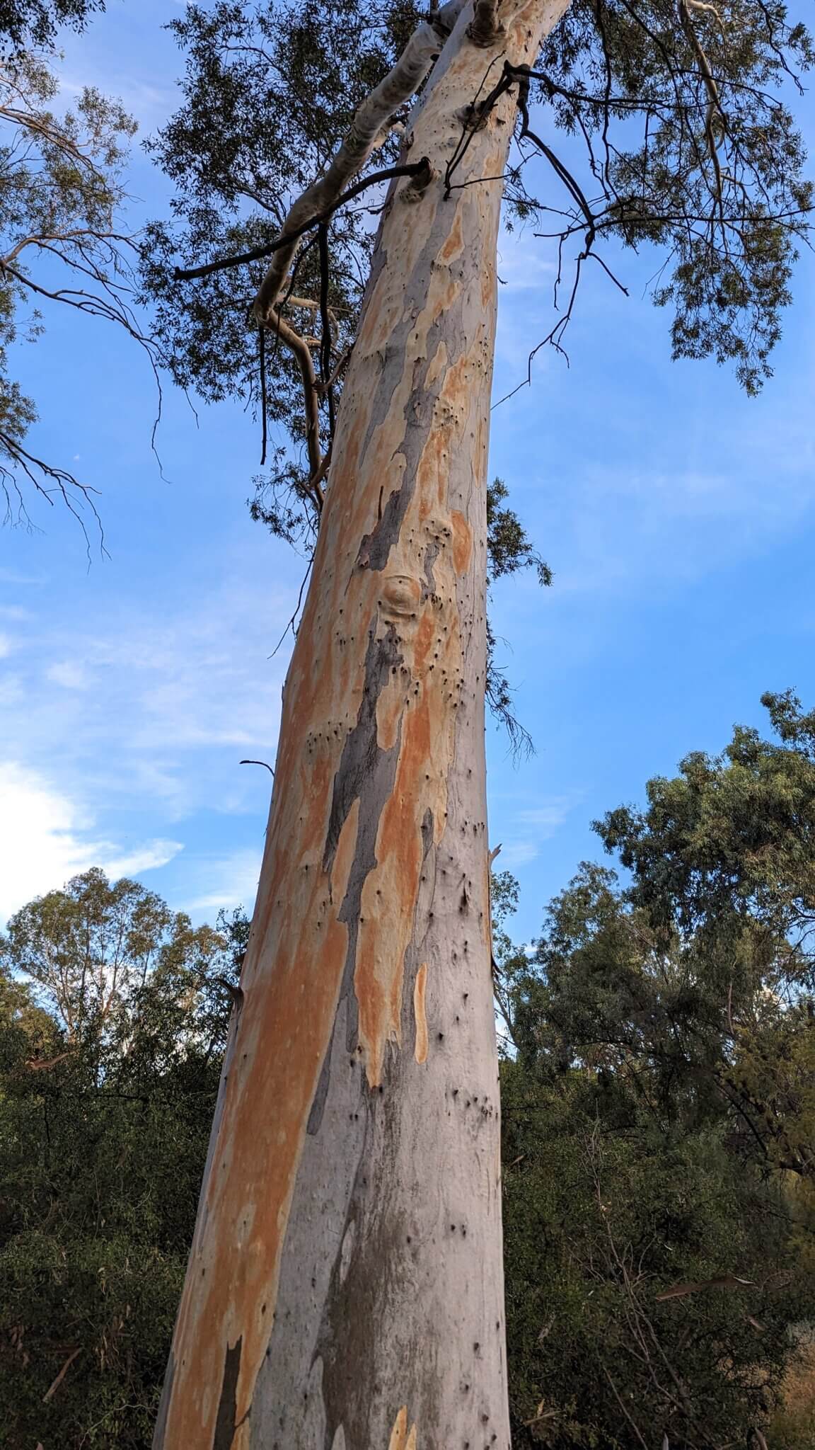The Bark-Shedding Ritual of Eucalyptus Trees - Boyce Thompson Arboretum
