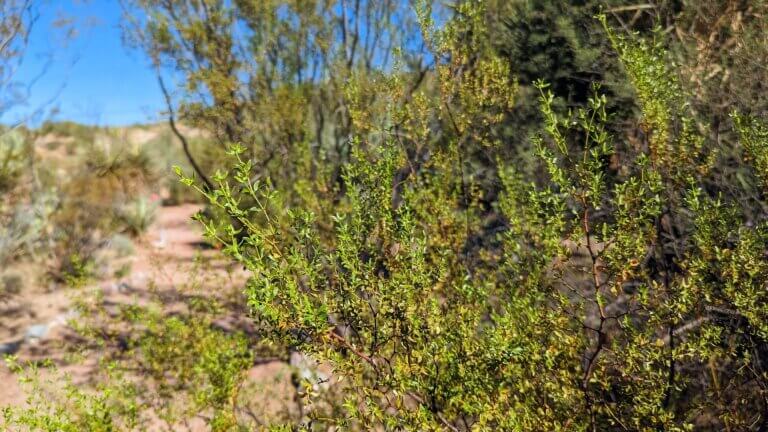 Unlocking the Mysteries of Creosote: Fascinating Fun Facts - Boyce ...