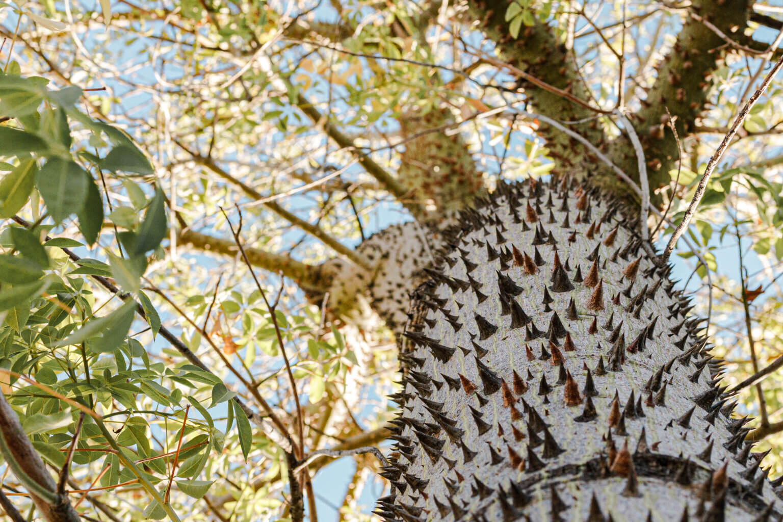 Ceiba insignis: Facts about the White Floss-Silk Tree - Boyce Thompson ...