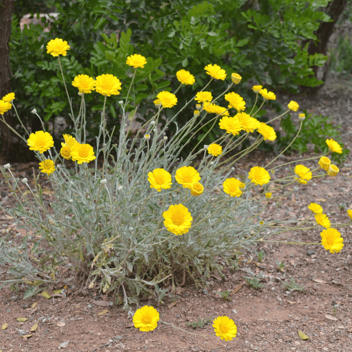 Native Plants of the Sonoran Desert: Learning and Scavenger Hunt ...