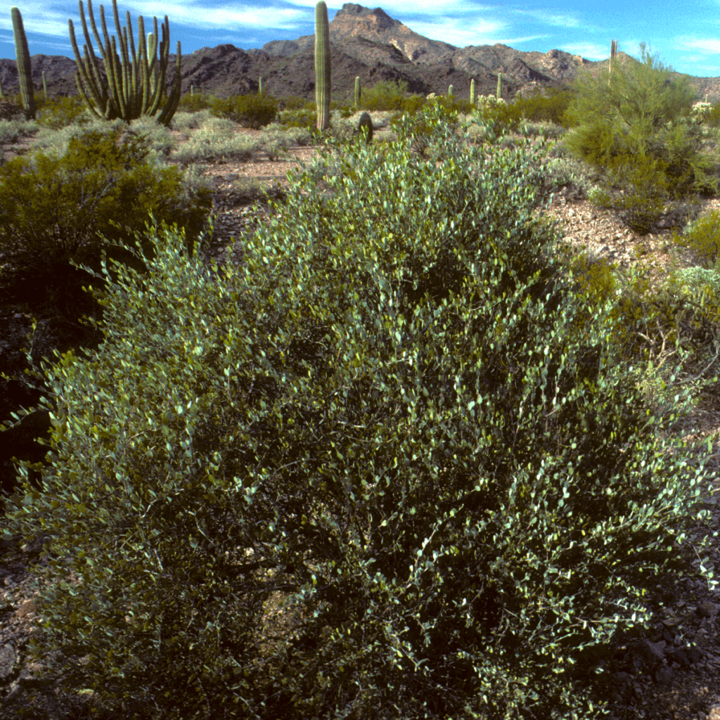 Native Plants of the Sonoran Desert: Learning and Scavenger Hunt ...