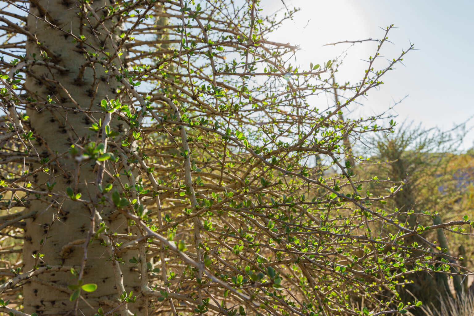 The Boojum Tree: Origin, Adaptations, and Interesting Facts - Boyce ...