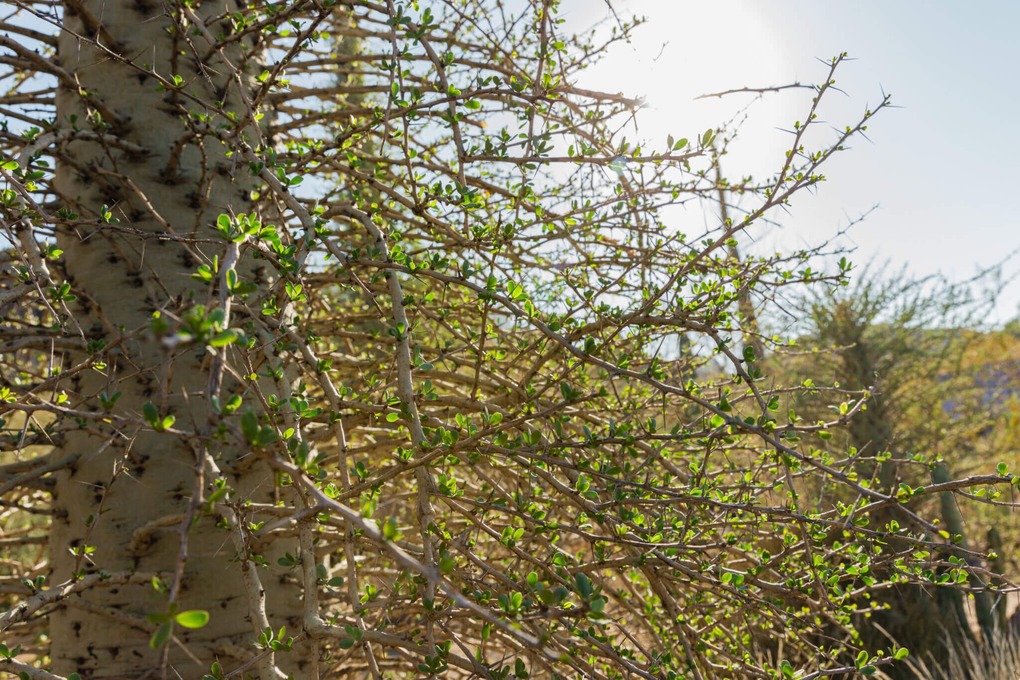 The Boojum Tree: Origin, Adaptations, and Interesting Facts - Boyce ...