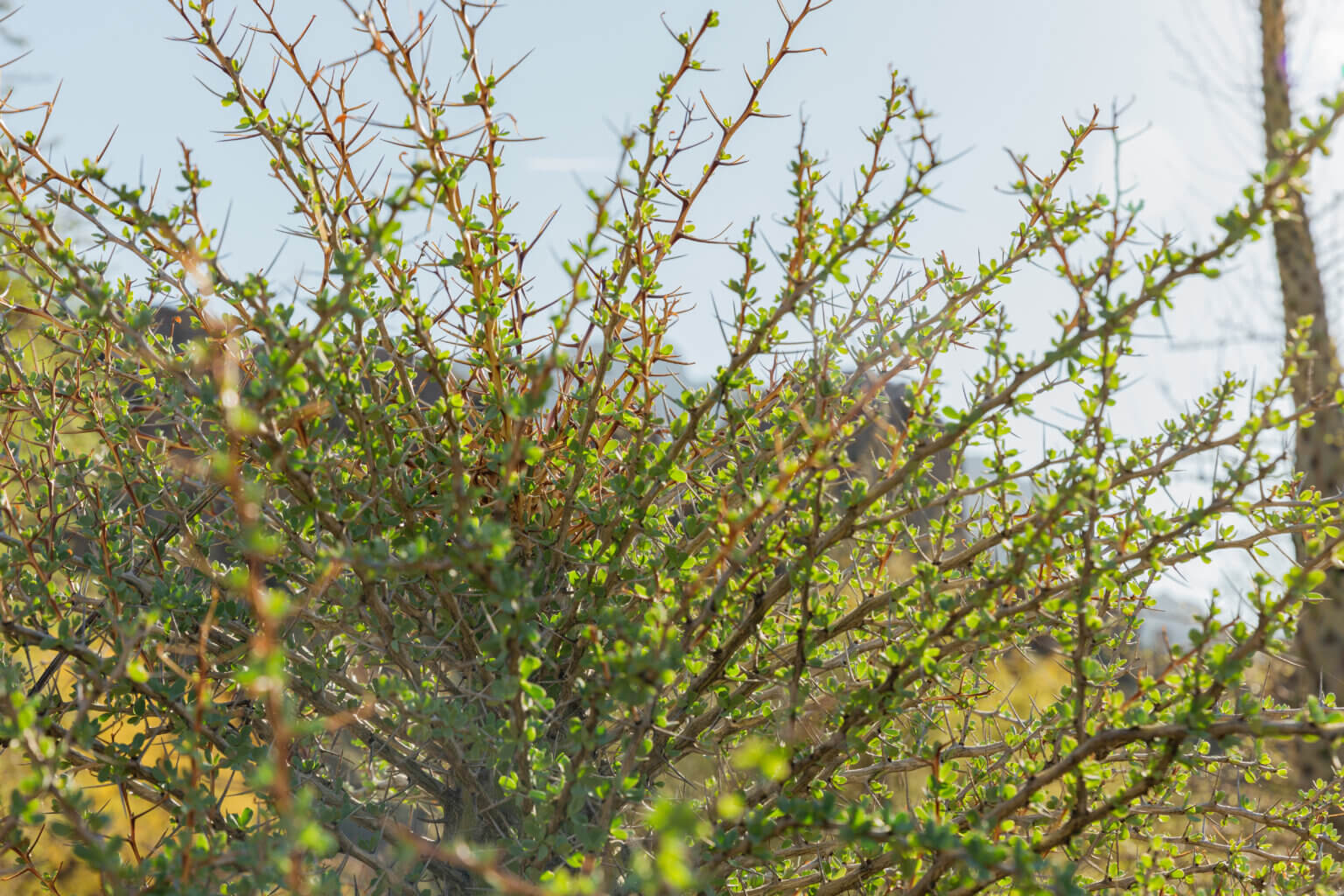 The Boojum Tree: Origin, Adaptations, and Interesting Facts - Boyce ...