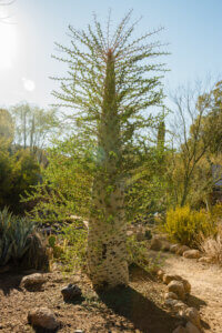 The Boojum Tree: Origin, Adaptations, and Interesting Facts - Boyce ...
