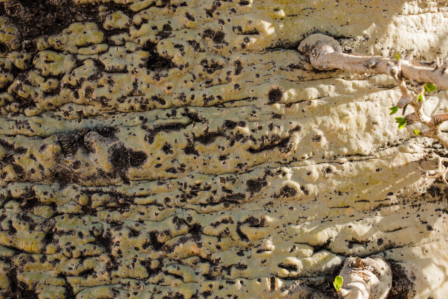 The Boojum Tree: Origin, Adaptations, and Interesting Facts - Boyce ...