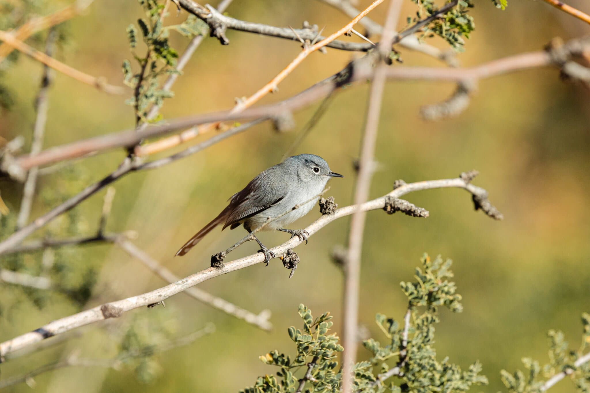 A Kid's Guide to Birding at the Arboretum - Boyce Thompson Arboretum