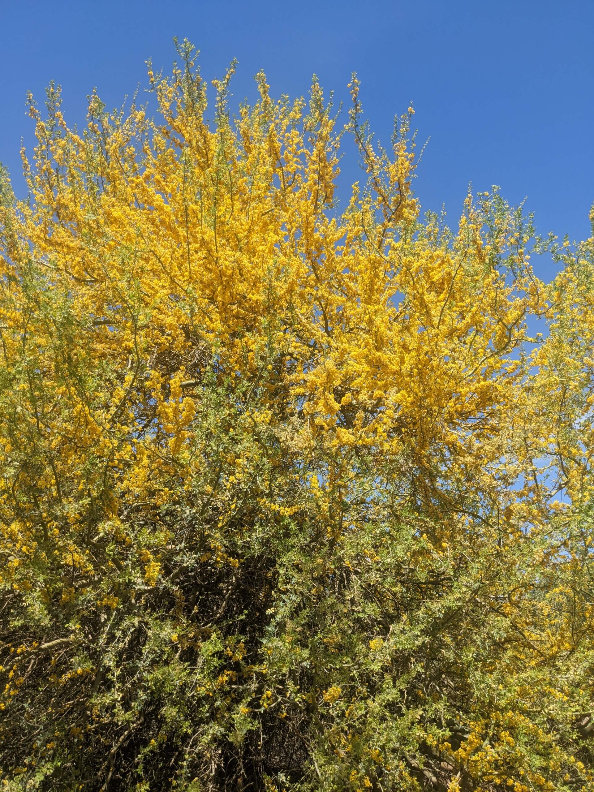 Legumes in the Desert: Uncover Their Unique Traits - Boyce Thompson ...