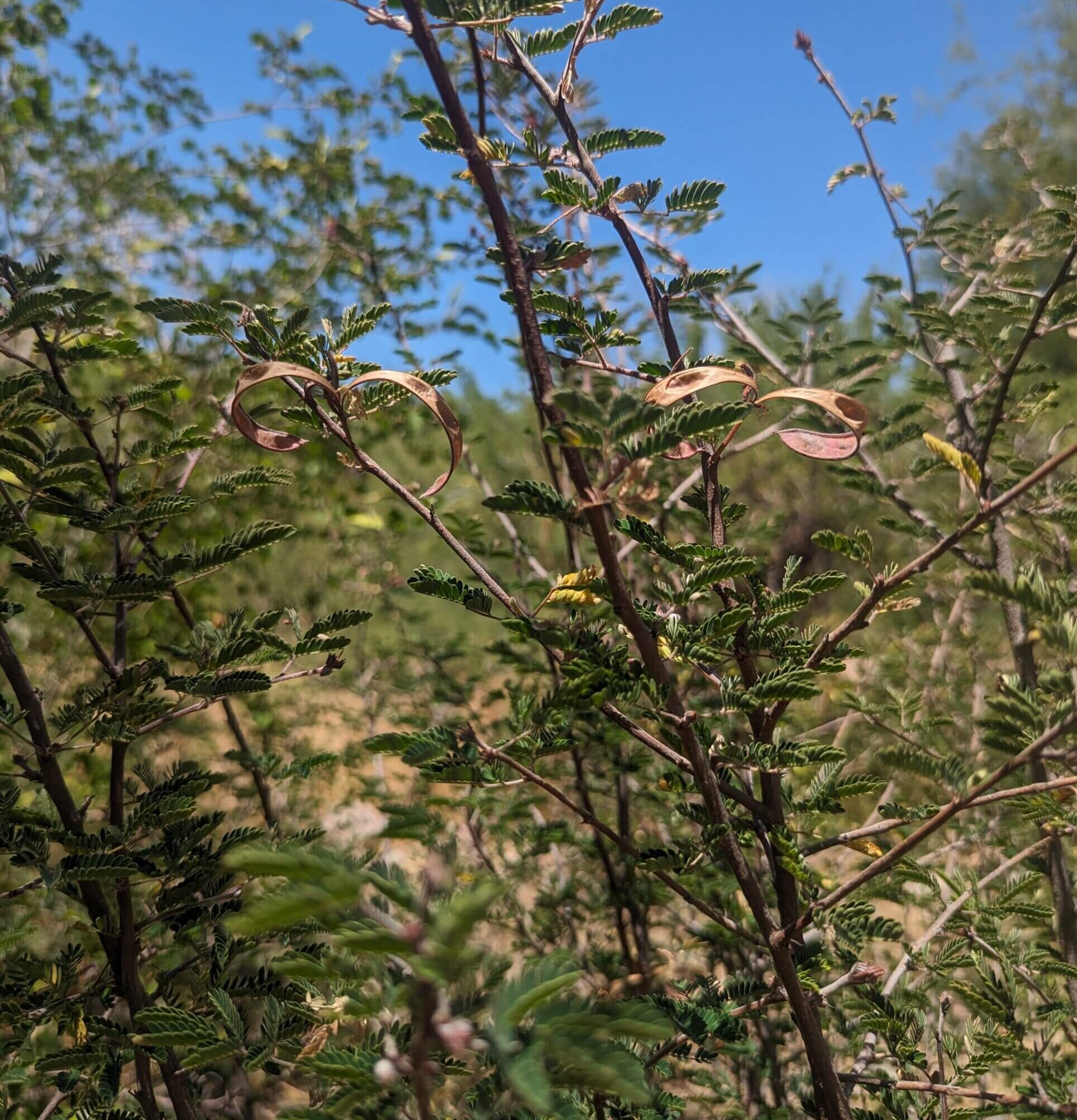 Legumes in the Desert: Uncover Their Unique Traits - Boyce Thompson ...