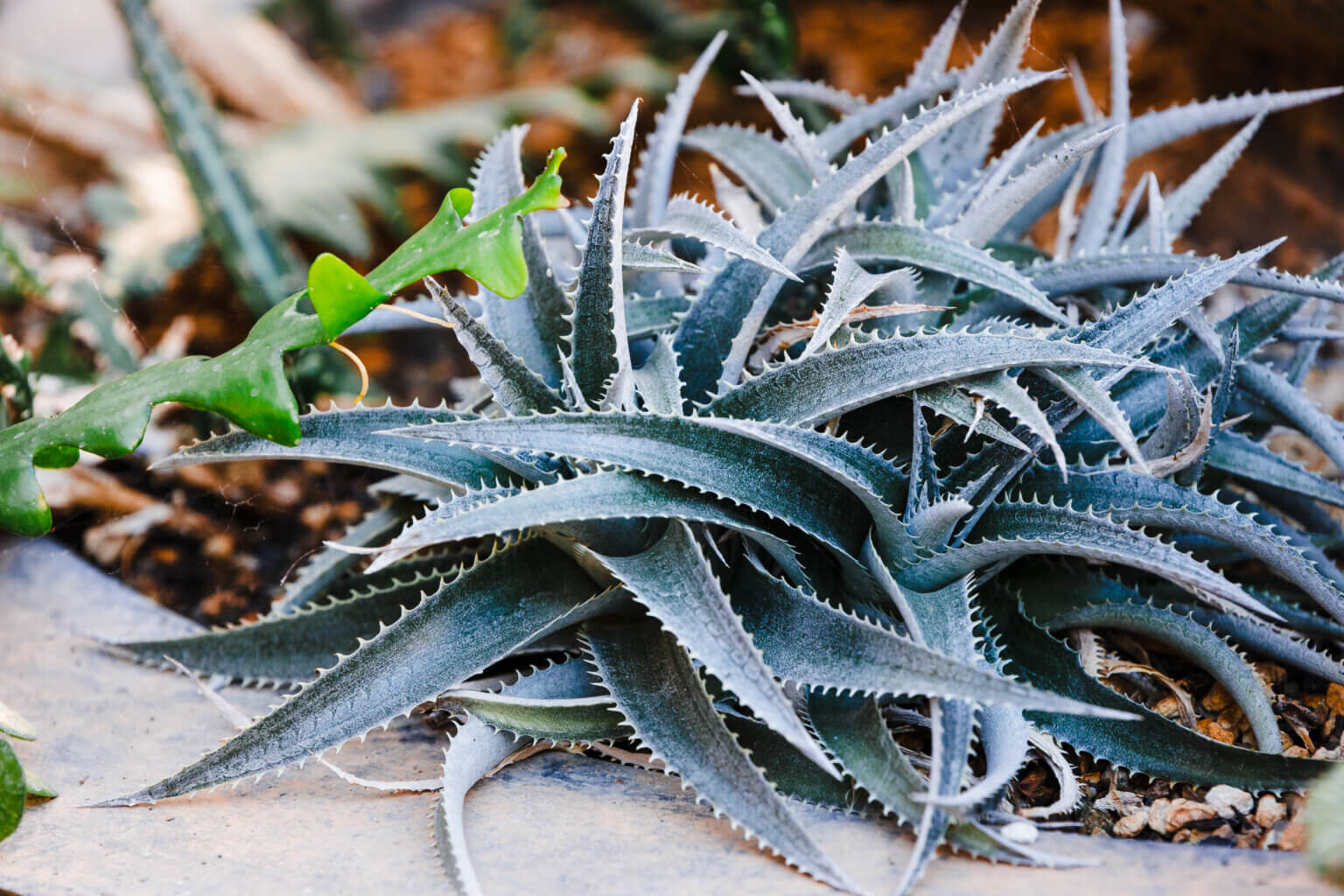 How to Care for Succulents and Cacti - Boyce Thompson Arboretum