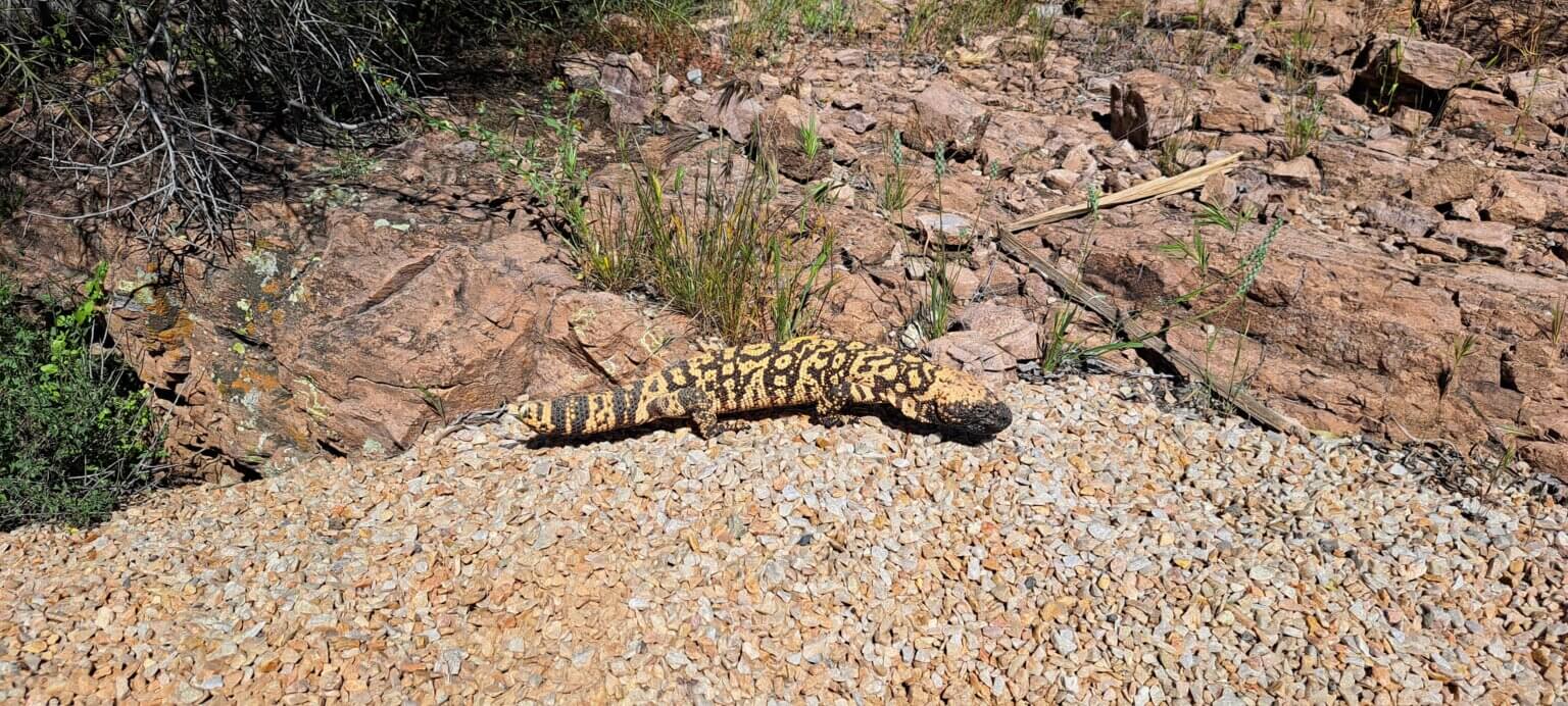The Chihuahuan Desert: Plants & Animals - Boyce Thompson Arboretum