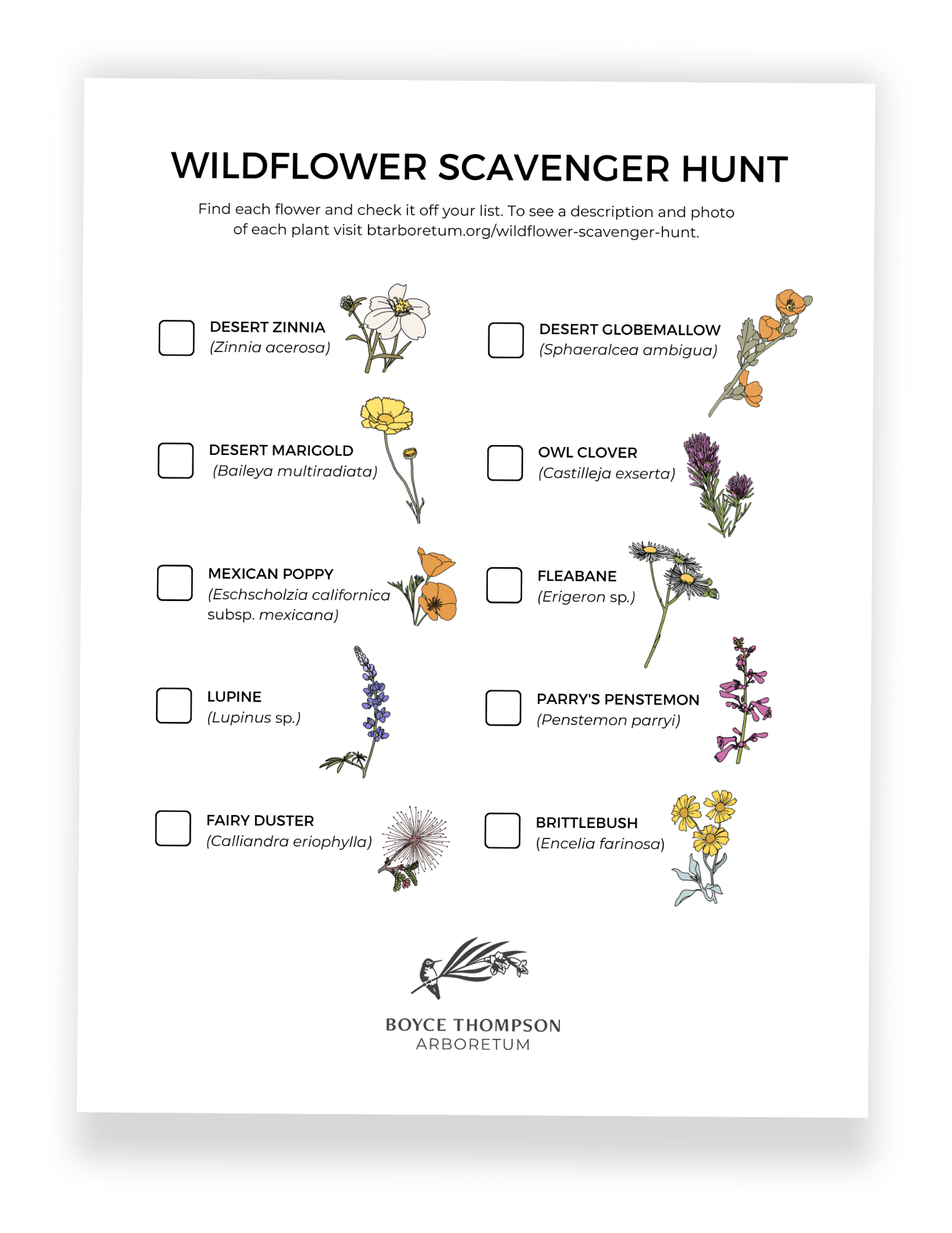 Arizona Wildflowers: Scavenger Hunt and Learning - Boyce Thompson Arboretum