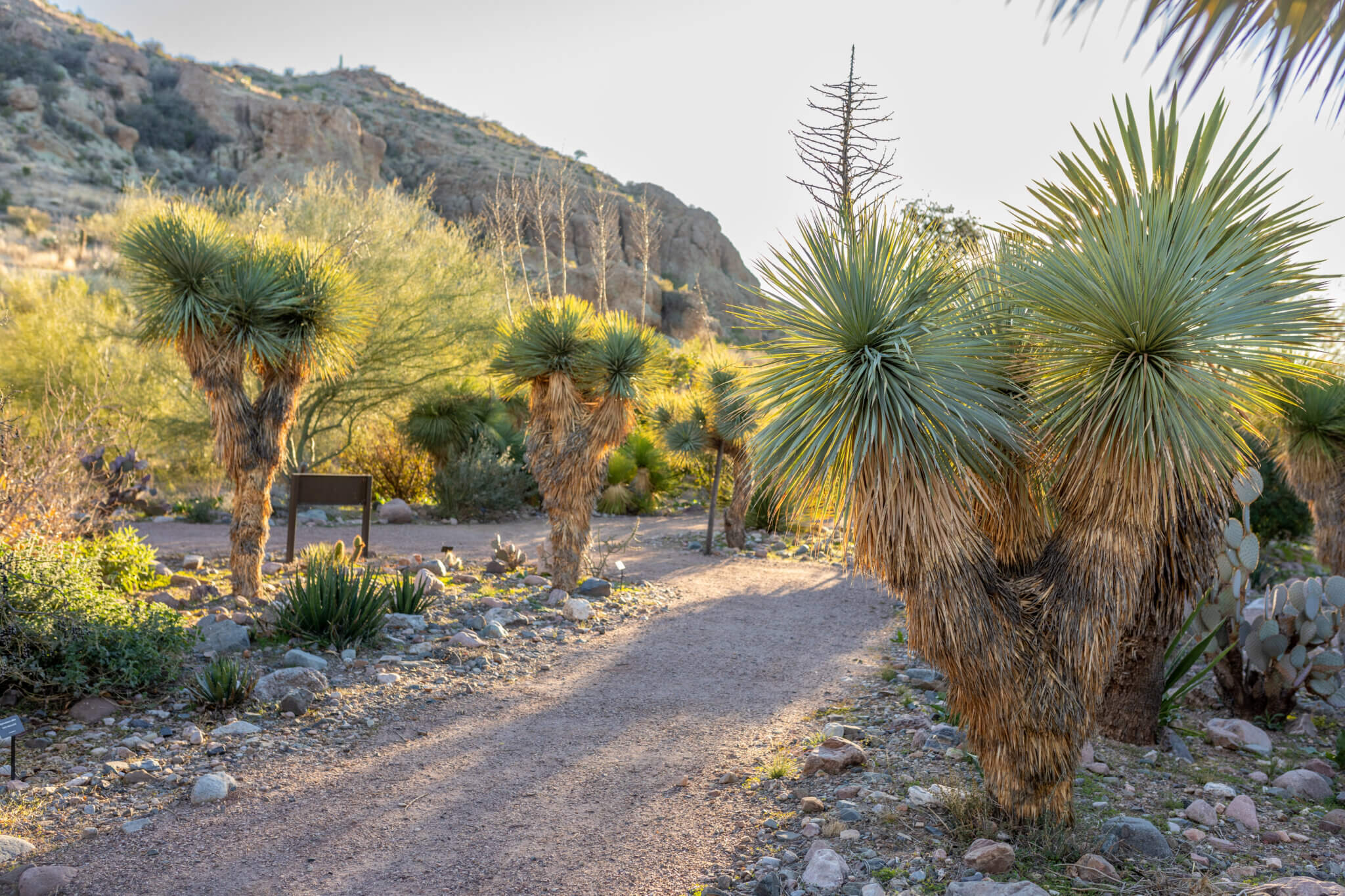 The Chihuahuan Desert: Plants & Animals - Boyce Thompson Arboretum