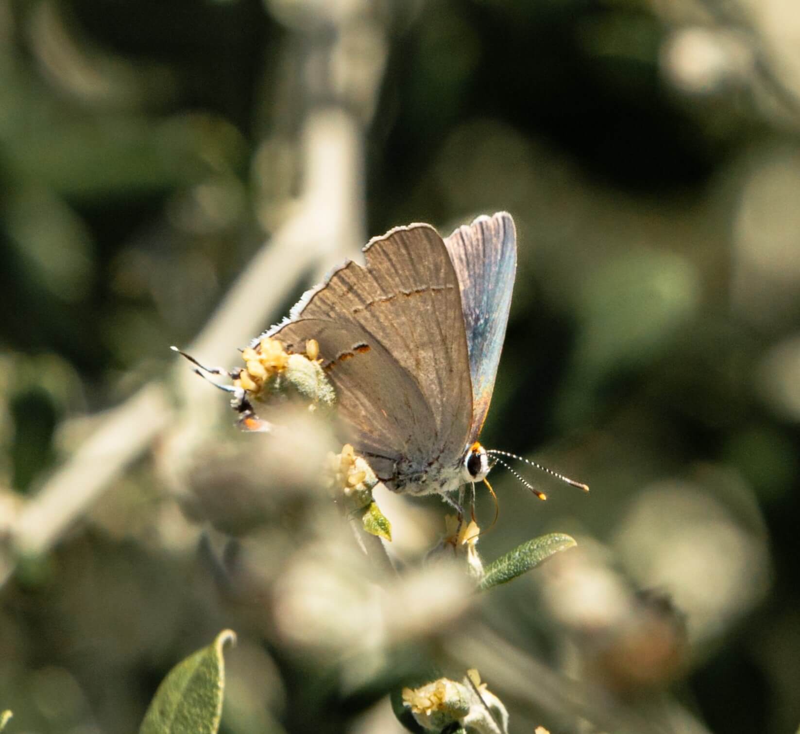 15 Butterfly Species Found in Arizona - Boyce Thompson Arboretum