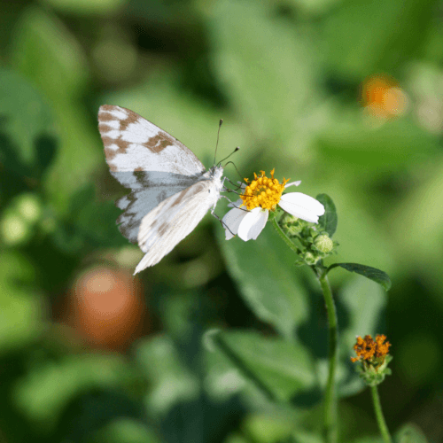 15 Butterfly Species Found in Arizona - Boyce Thompson Arboretum