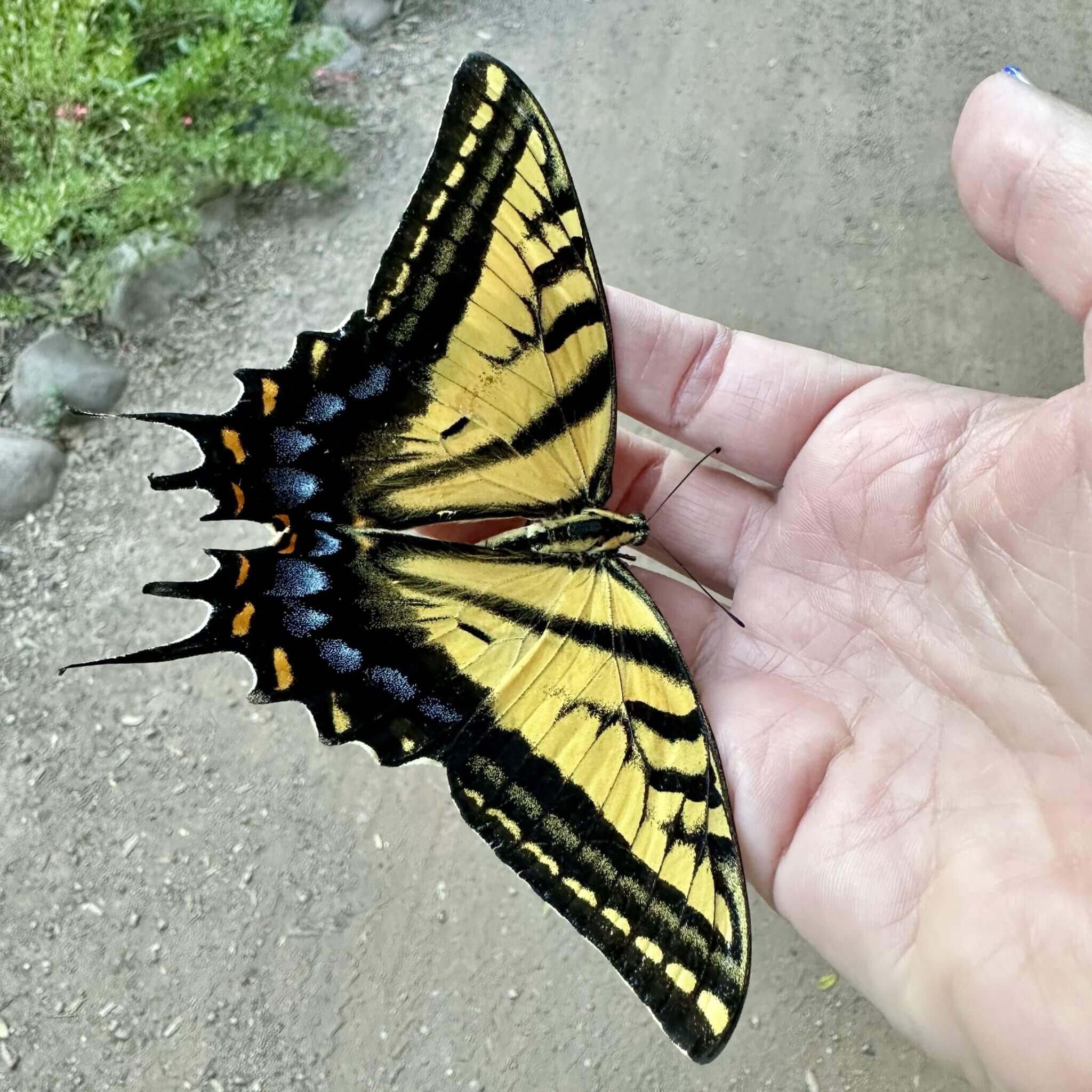 15 Butterfly Species Found in Arizona - Boyce Thompson Arboretum