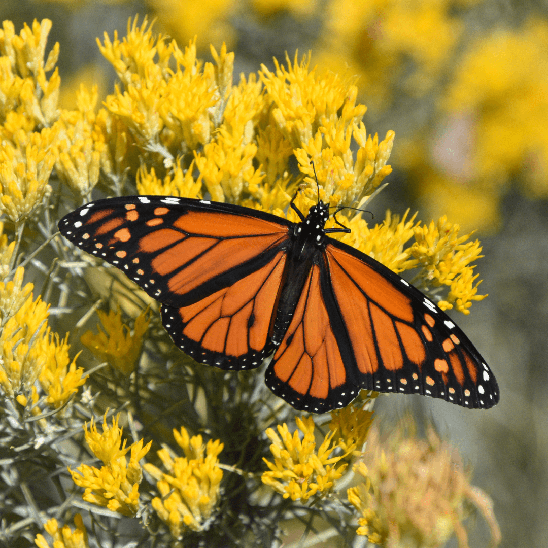 15 Butterfly Species Found in Arizona - Boyce Thompson Arboretum