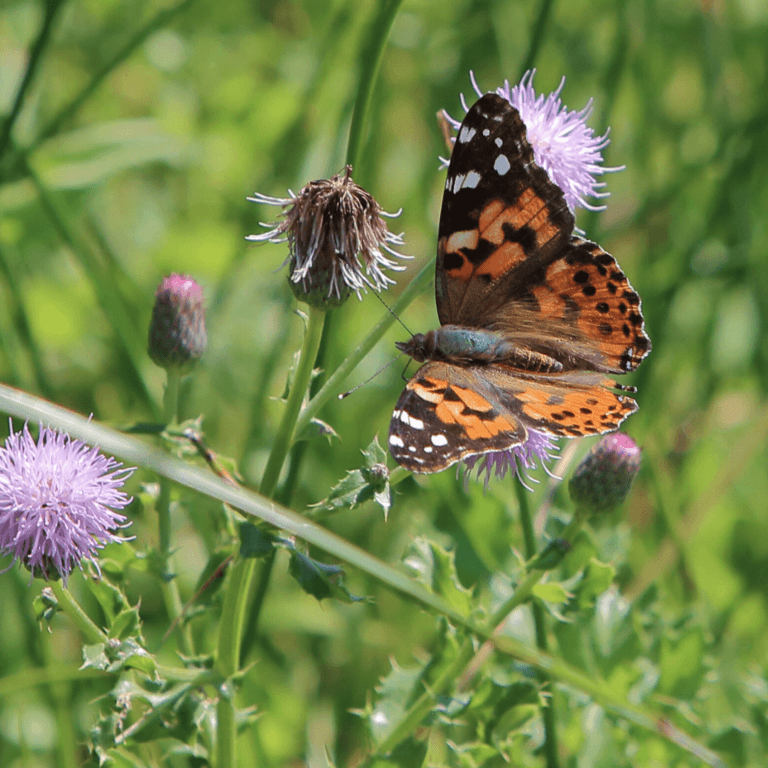 15 Butterfly Species Found in Arizona - Boyce Thompson Arboretum