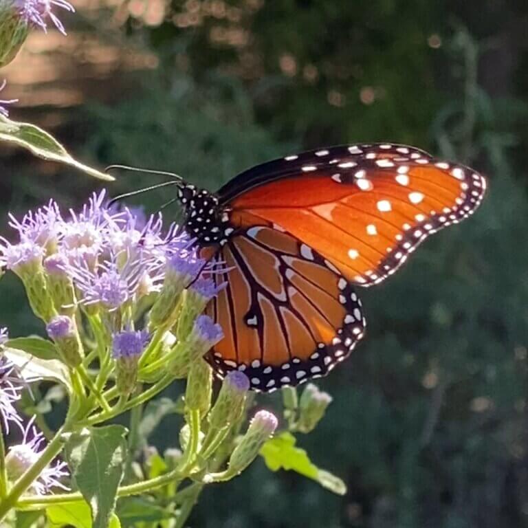 15 Butterfly Species Found in Arizona - Boyce Thompson Arboretum