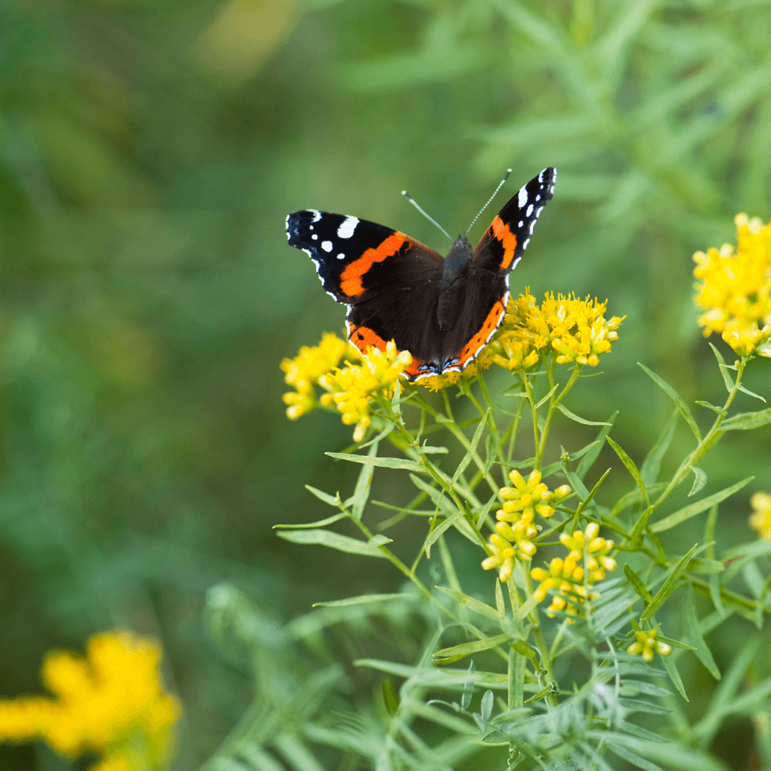 15 Butterfly Species Found in Arizona - Boyce Thompson Arboretum