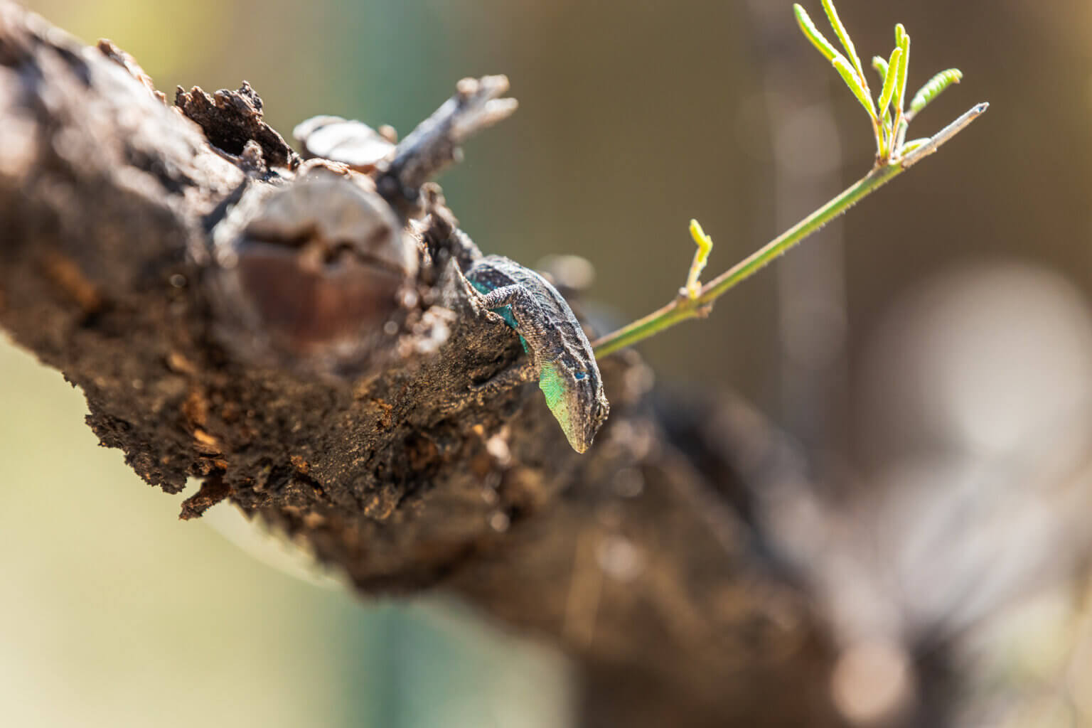 Arizona Lizards: 10 Species You Can Find at the Arboretum - Boyce ...