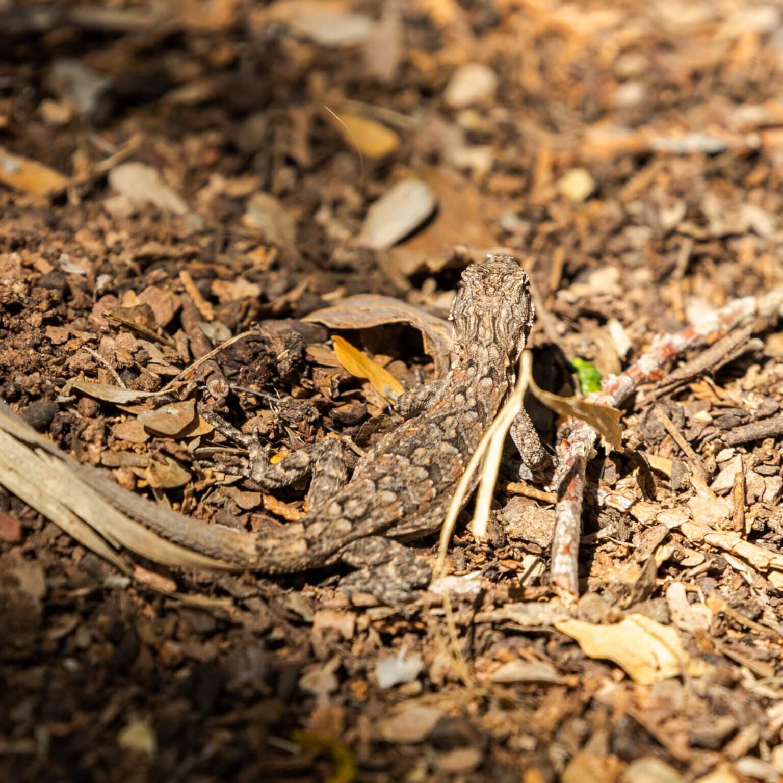 Arizona Lizards: 10 Species You Can Find at the Arboretum - Boyce ...