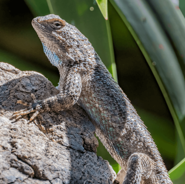 Arizona Lizards: 10 Species You Can Find at the Arboretum - Boyce ...
