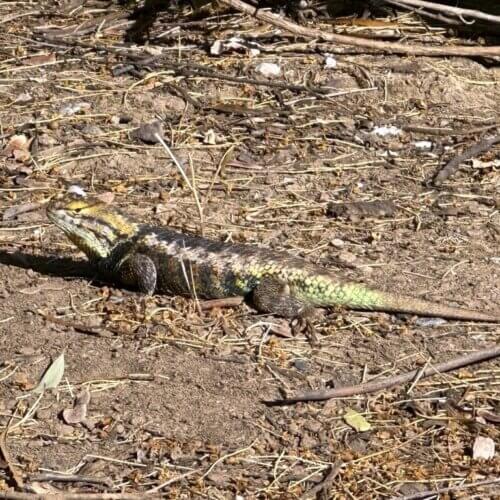 Arizona Lizards: 10 Species You Can Find at the Arboretum - Boyce ...