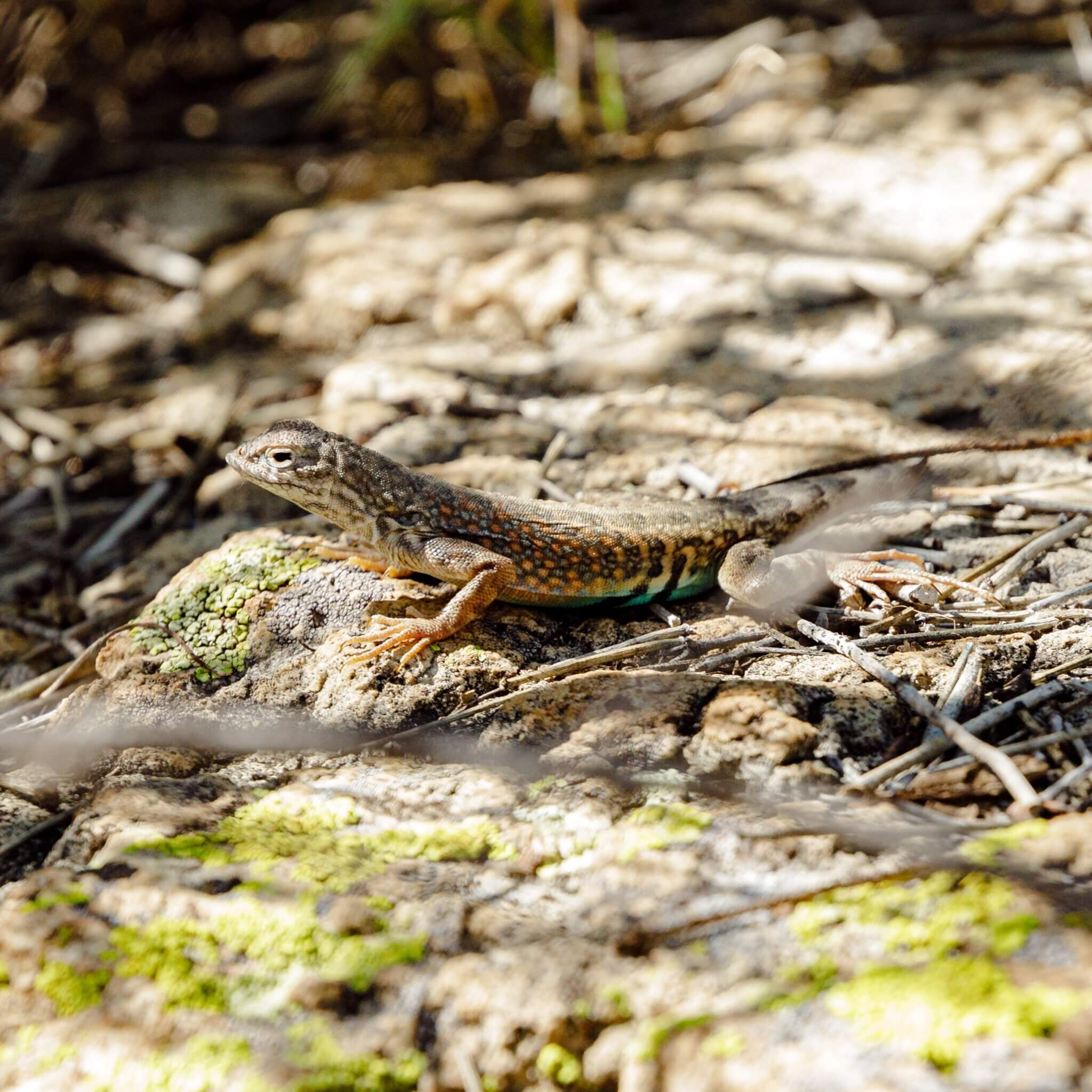 Arizona Lizards: 10 Species You Can Find at the Arboretum - Boyce ...