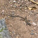 Arizona Lizards: 10 Species You Can Find at the Arboretum - Boyce ...