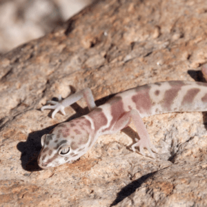 Arizona Lizards: 10 Species You Can Find at the Arboretum - Boyce ...