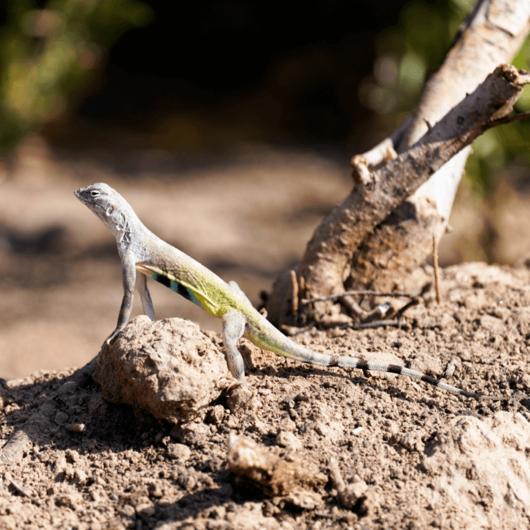 Arizona Lizards: 10 Species You Can Find at the Arboretum - Boyce ...